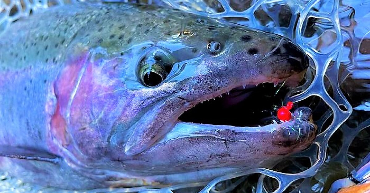Steelhead Alley Begins in Chautauqua County, NY | Chautauqua County ...